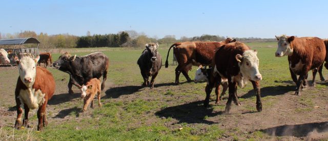 Koens 4 maver – Enemærkegaard